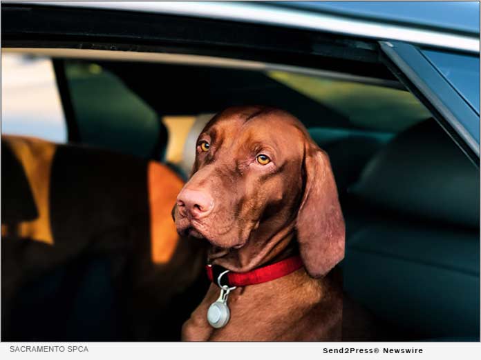 Sacramento SPCA provides thermometers to animal control officers in ...