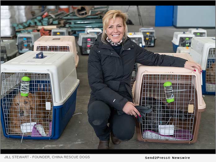 China Rescue Dogs: 200+ dogs from China saved from slaughterhouses and ...