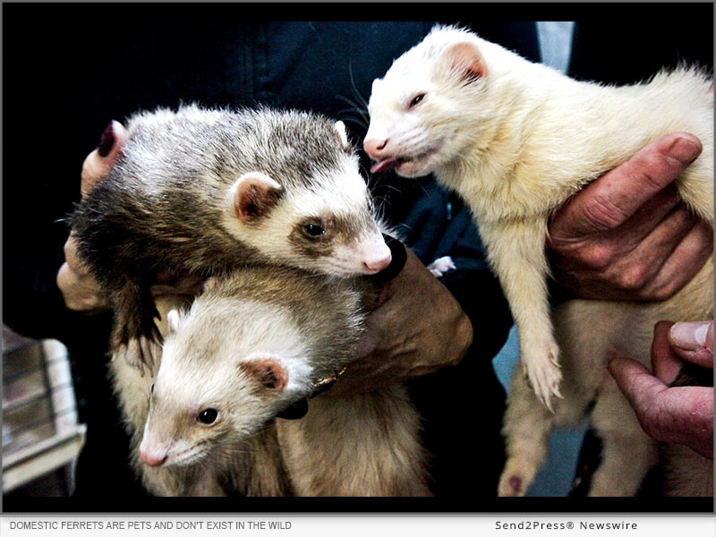 Support Needed for Petition 2025-003: California Ferret Advocates Push ...